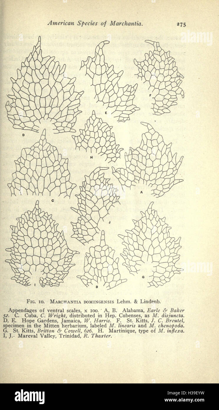 This survey examines ancient Peruvian art, exploring its significance ...