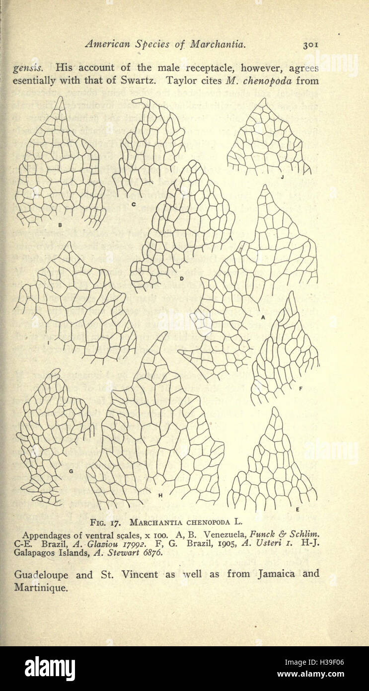 This study explores the diverse forms of ancient Peruvian art ...