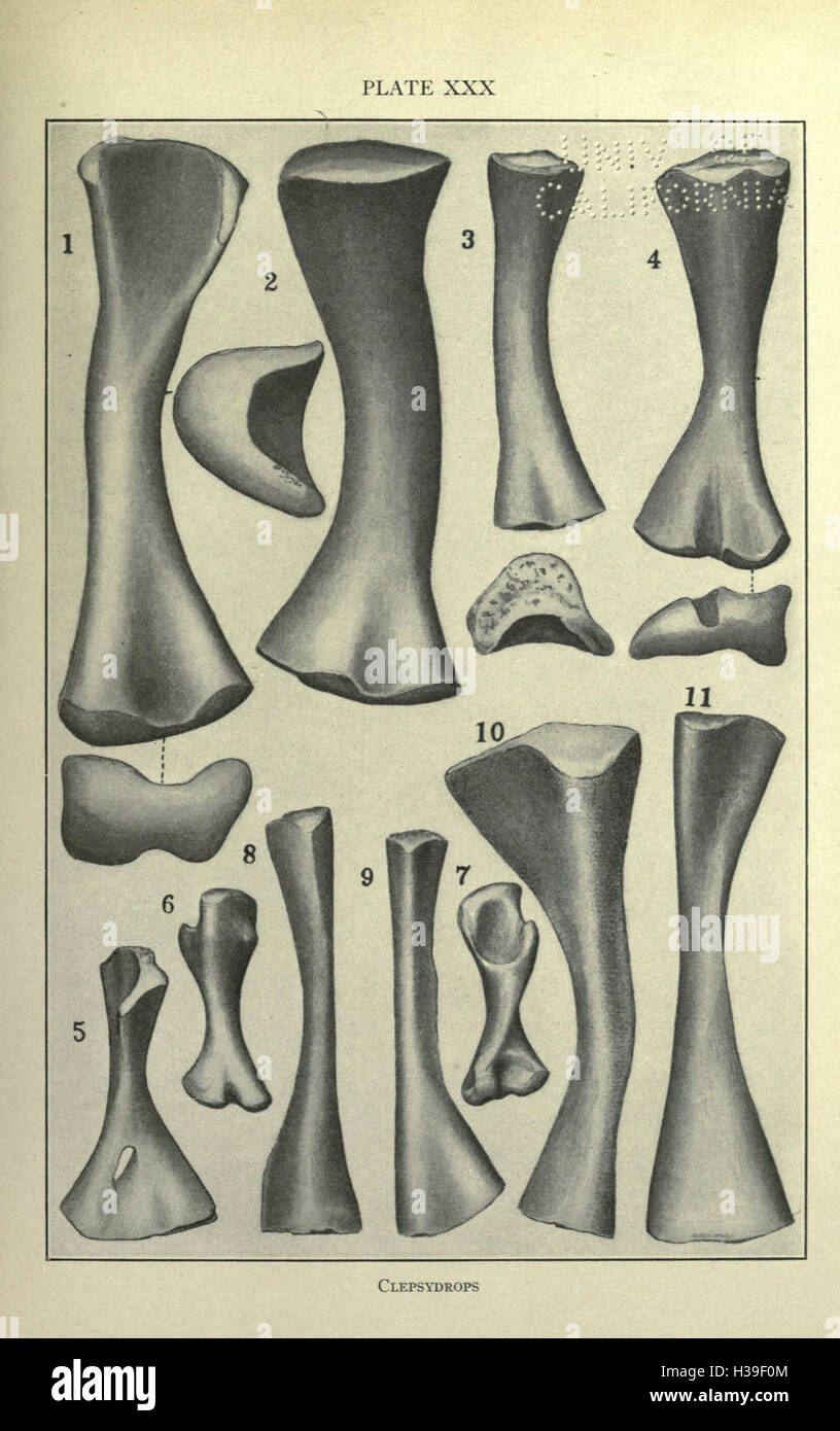 This work focuses on vertebrate fossils from the Permian period in ...