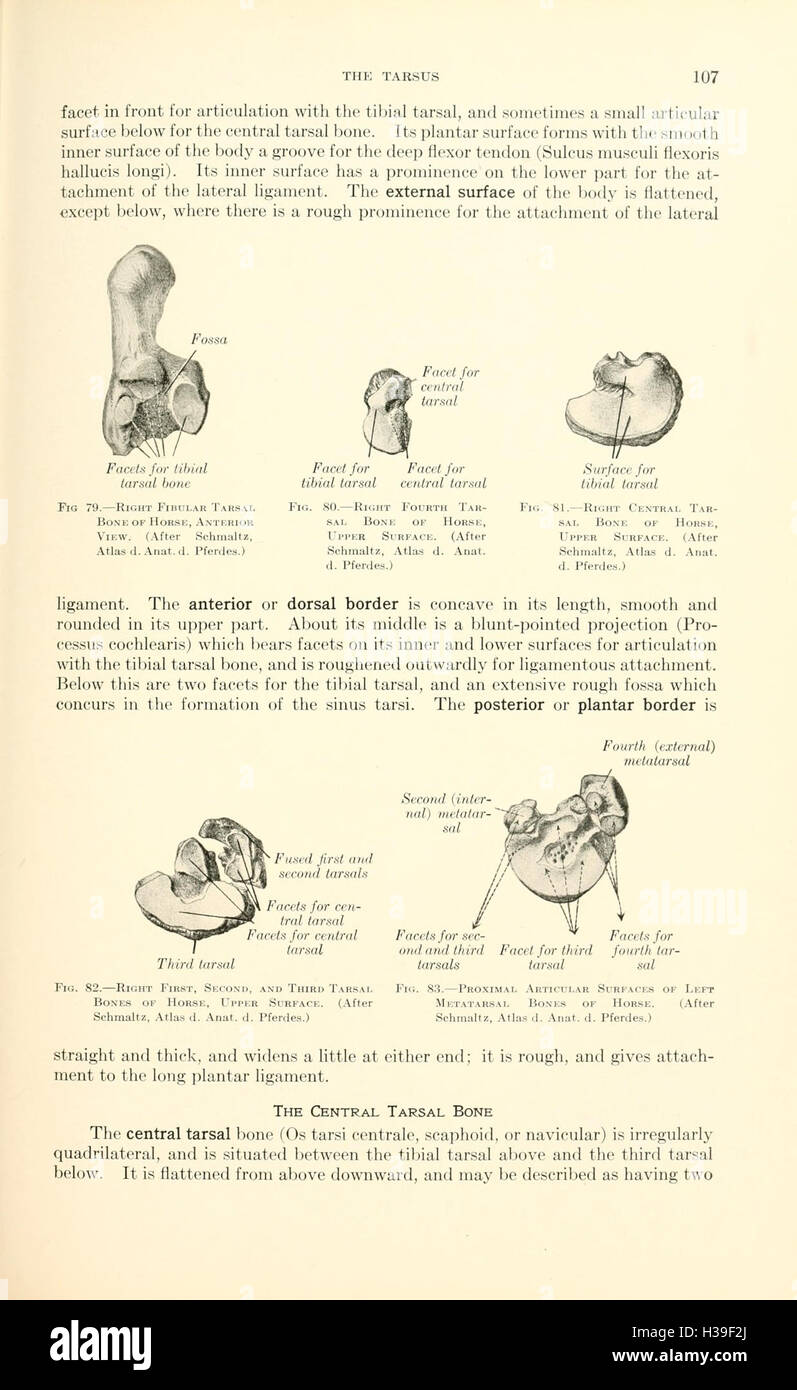 This textbook covers the fundamental anatomy of animals, specifically ...