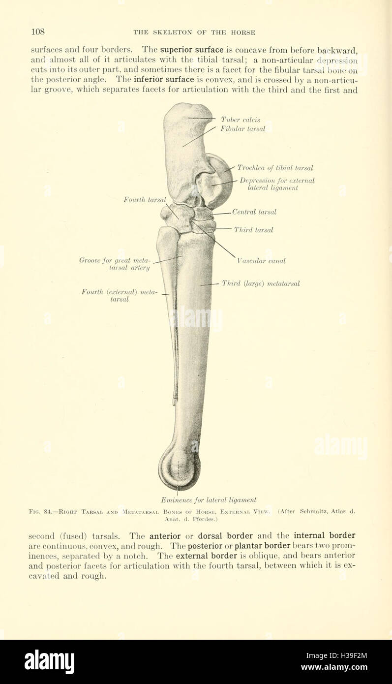 A veterinary anatomy textbook covering the anatomical structures and ...