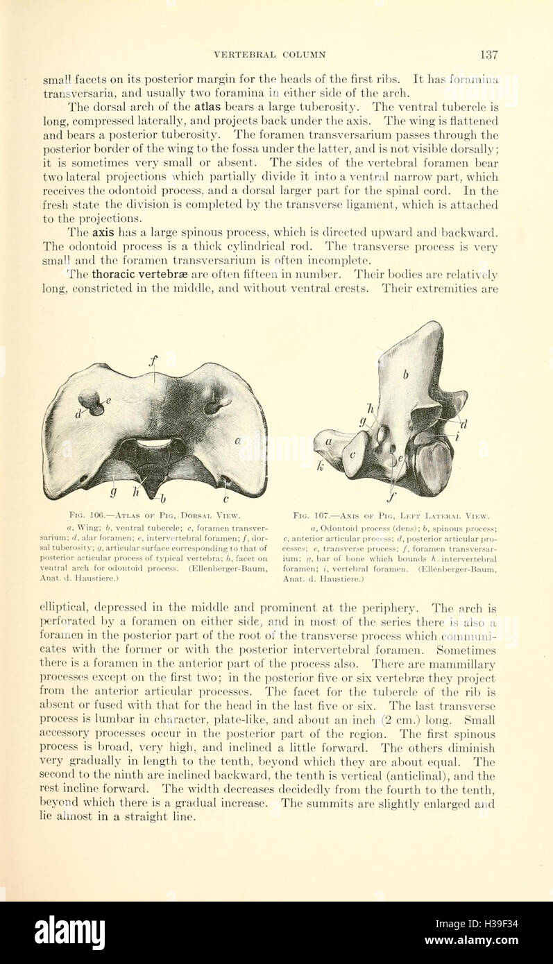 This veterinary anatomy textbook offers a detailed understanding of the ...