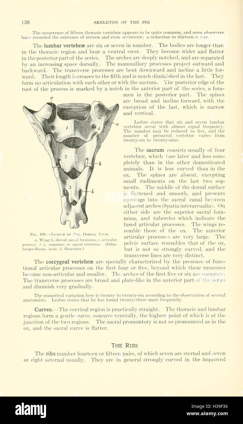 A textbook on veterinary anatomy, focusing on the anatomical structures ...