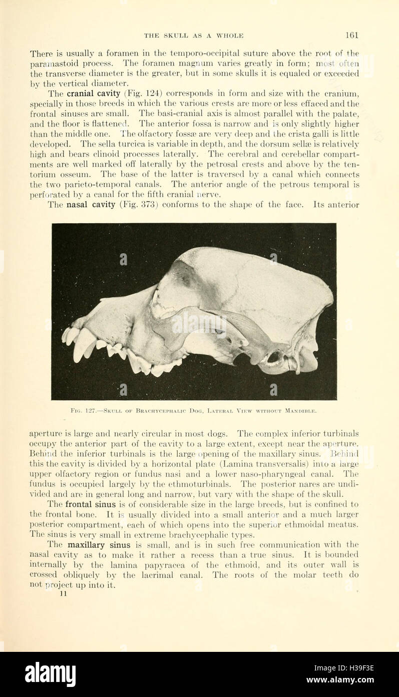 Diagrams of anatomical structures hi-res stock photography and images ...