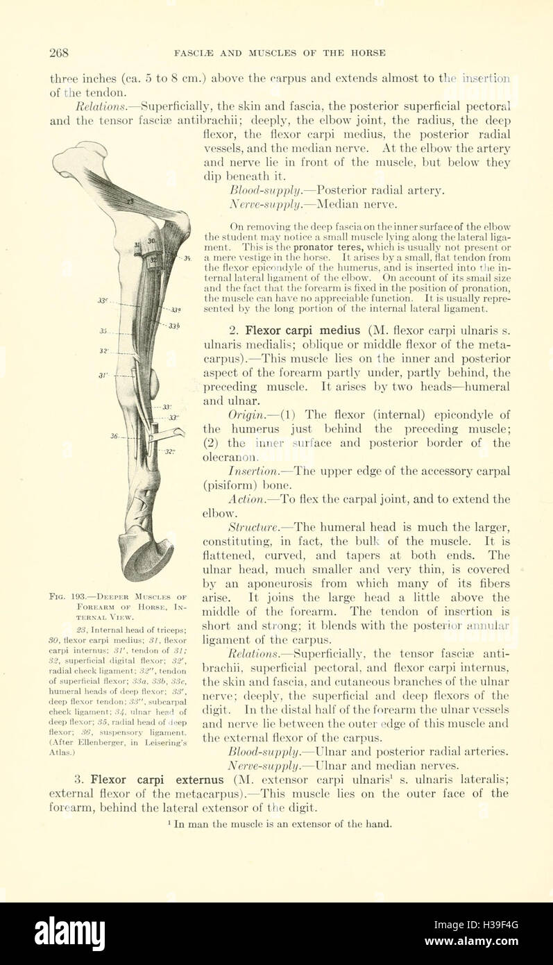 Anatomical details relevant hi-res stock photography and images - Alamy