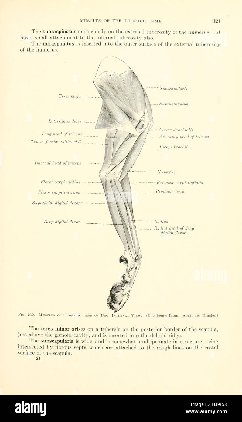 This textbook offers detailed knowledge of veterinary anatomy, covering ...
