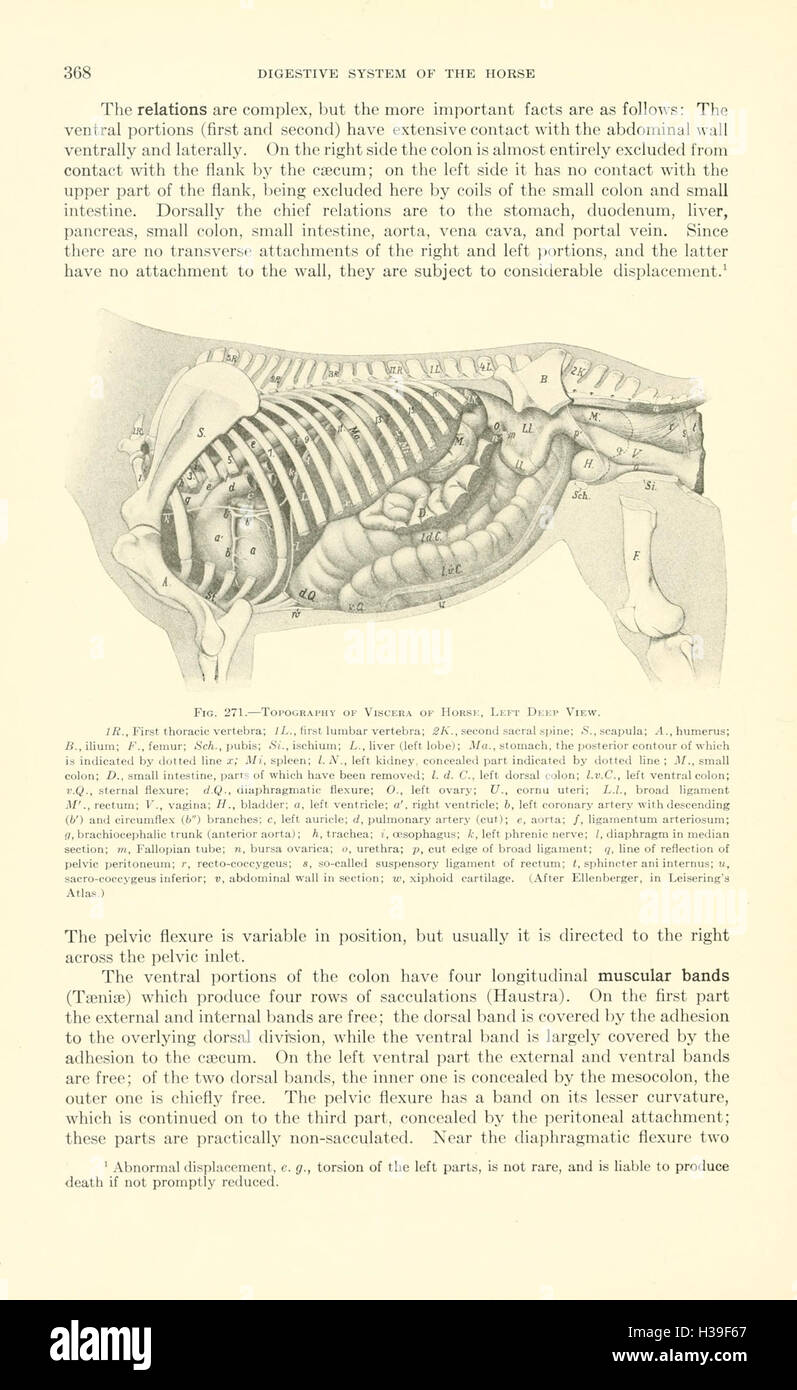 A veterinary anatomy textbook that covers the structure and function of ...