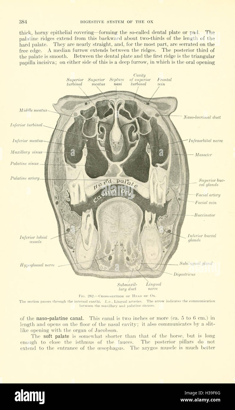 Skeletal base hi-res stock photography and images - Alamy