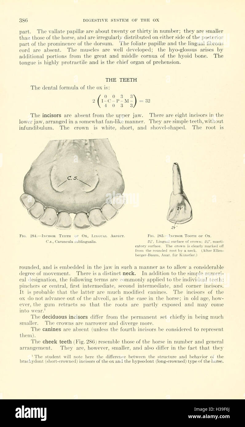 An educational textbook focused on veterinary anatomy, detailing the ...