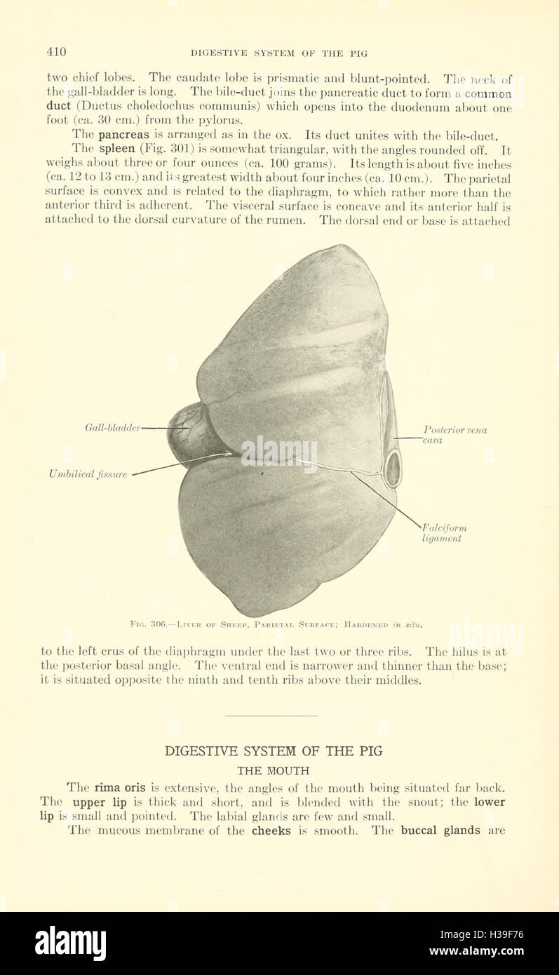 A textbook focused on veterinary anatomy, providing detailed ...