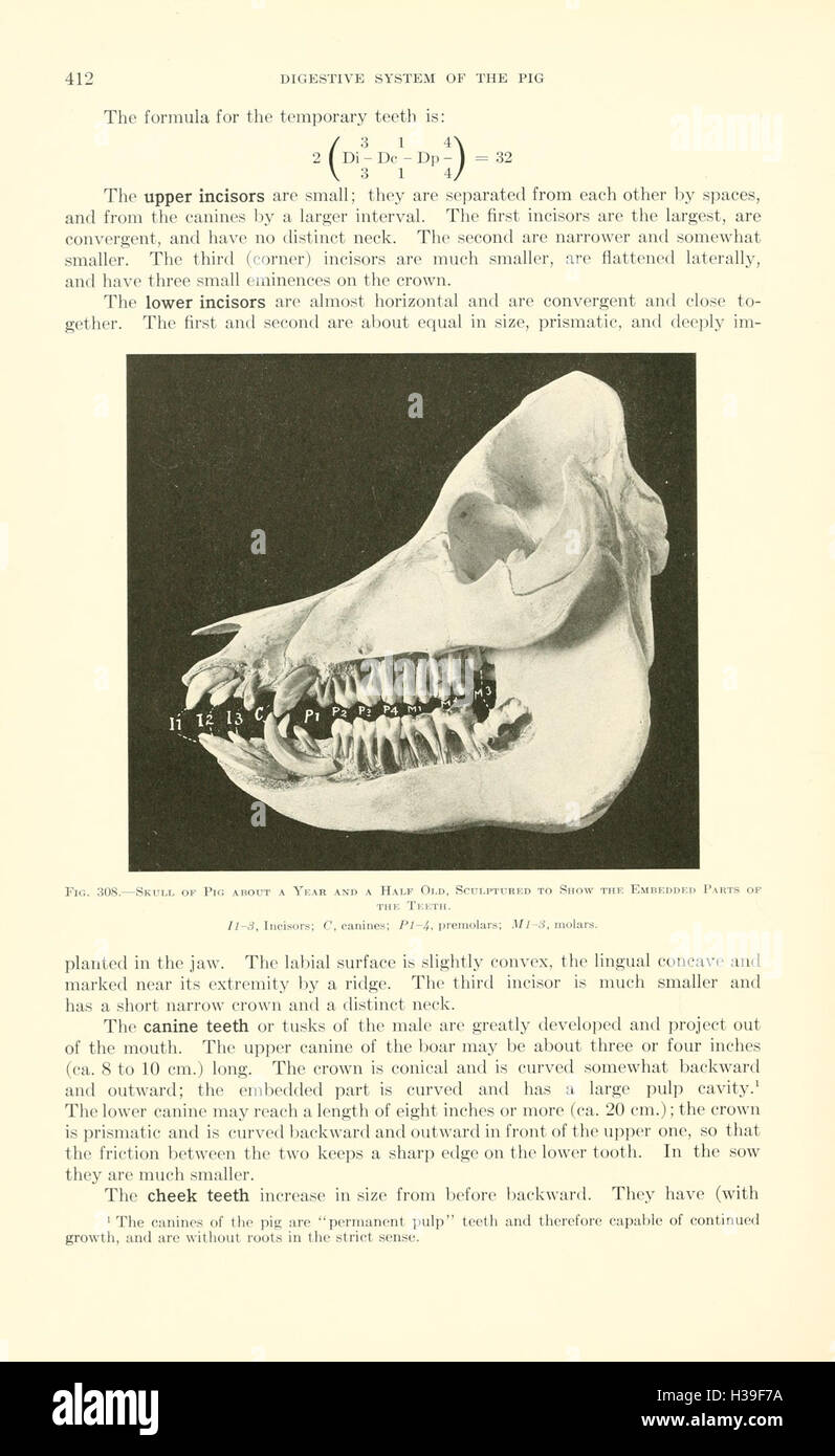 Anatomy textbook features detailed hi-res stock photography and images ...