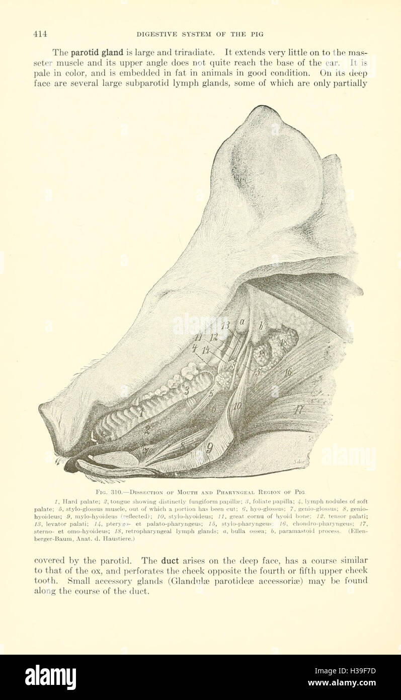 Comprehensive understanding of comparative anatomy hi-res stock ...