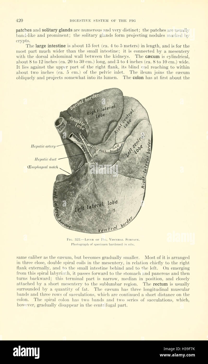 This page features a textbook on veterinary anatomy, presenting ...