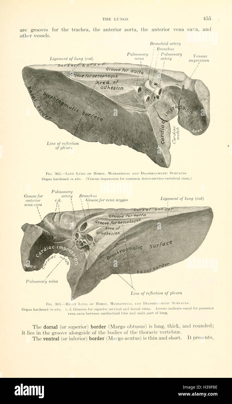 This textbook on veterinary anatomy provides detailed information about ...