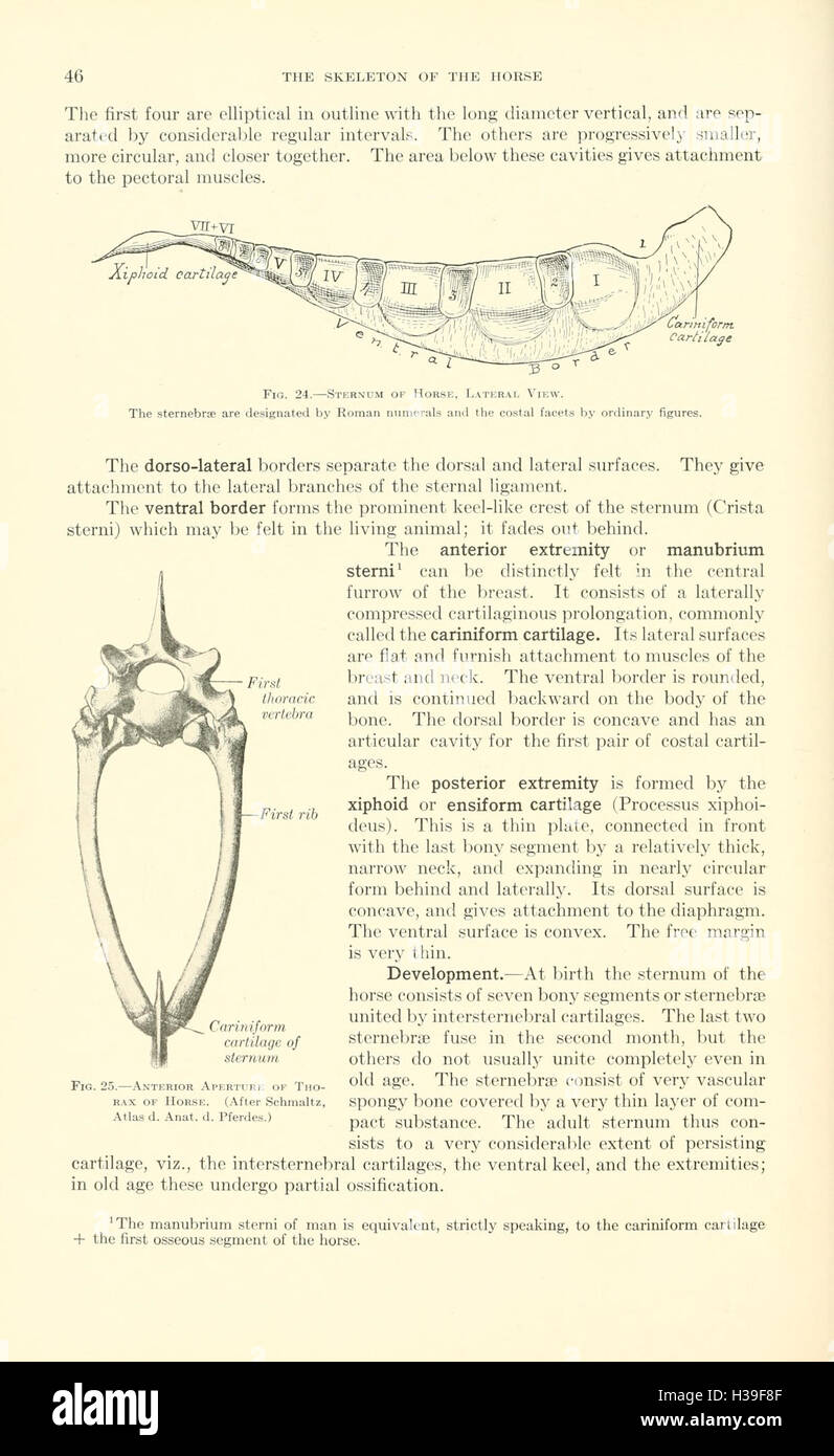 This page from a veterinary anatomy textbook covers the structure and ...
