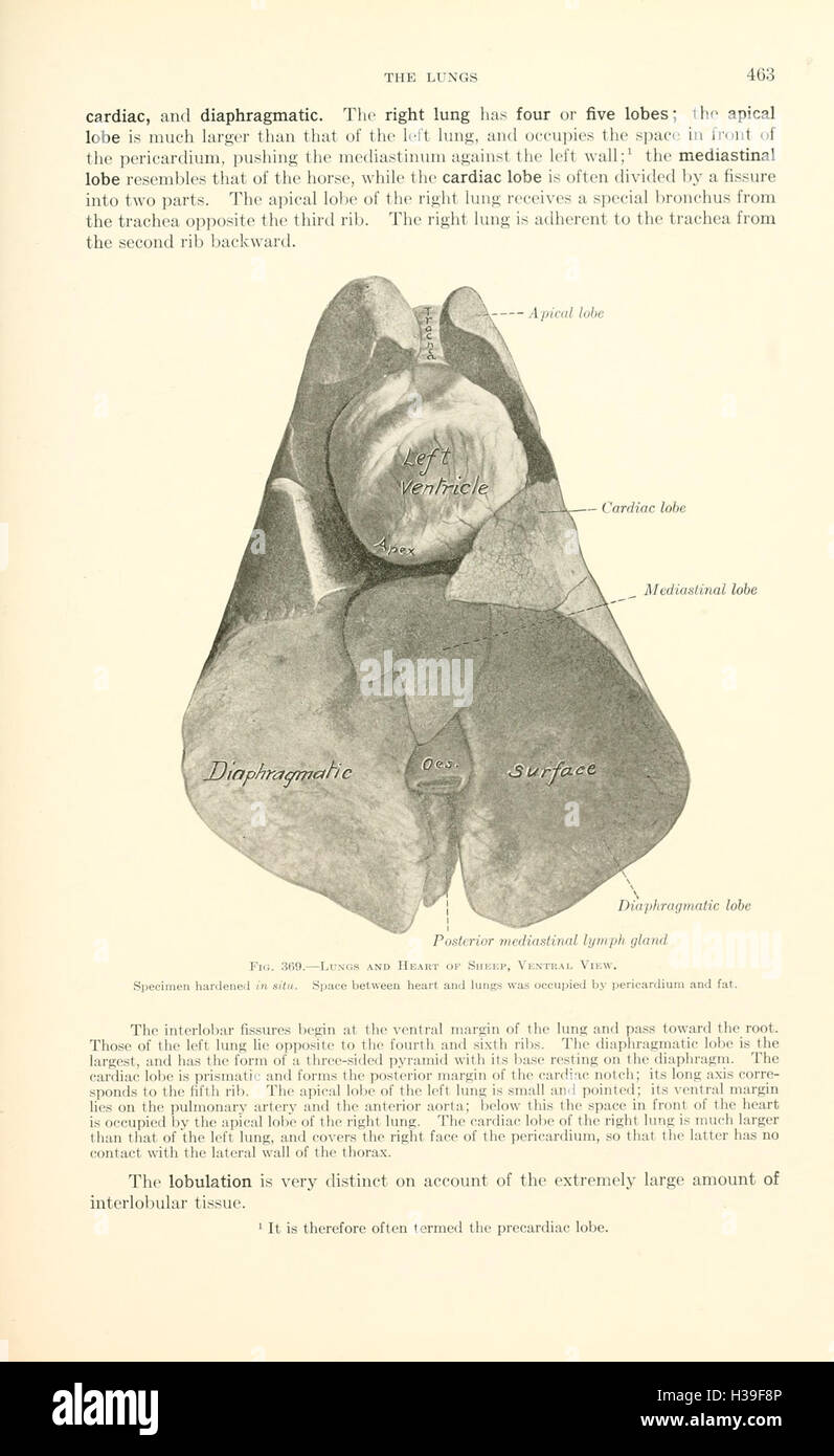 This textbook offers an in-depth study of veterinary anatomy, focusing ...