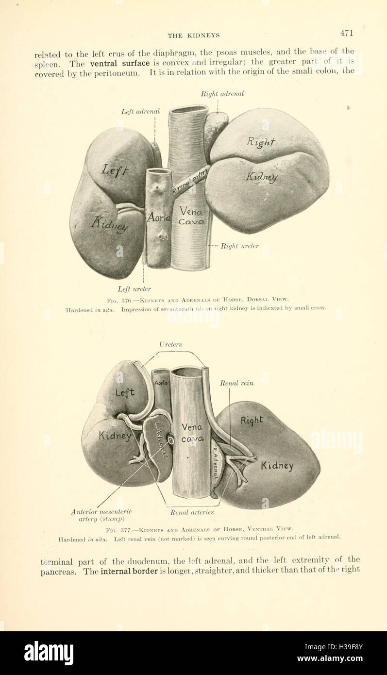 Pages 471 hi-res stock photography and images - Alamy