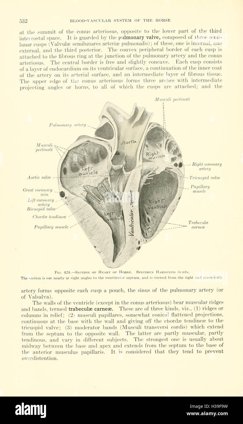 This textbook provides comprehensive coverage of veterinary anatomy ...