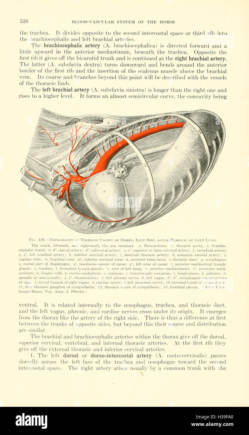 This textbook covers veterinary anatomy, providing detailed information ...