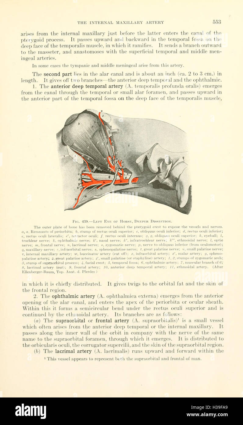 A comprehensive textbook detailing the anatomy of various animals ...