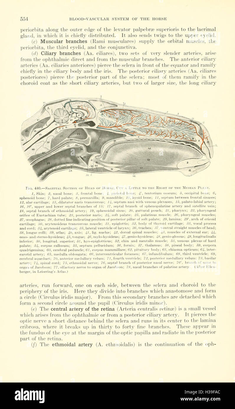 This textbook provides a detailed study of veterinary anatomy, covering ...