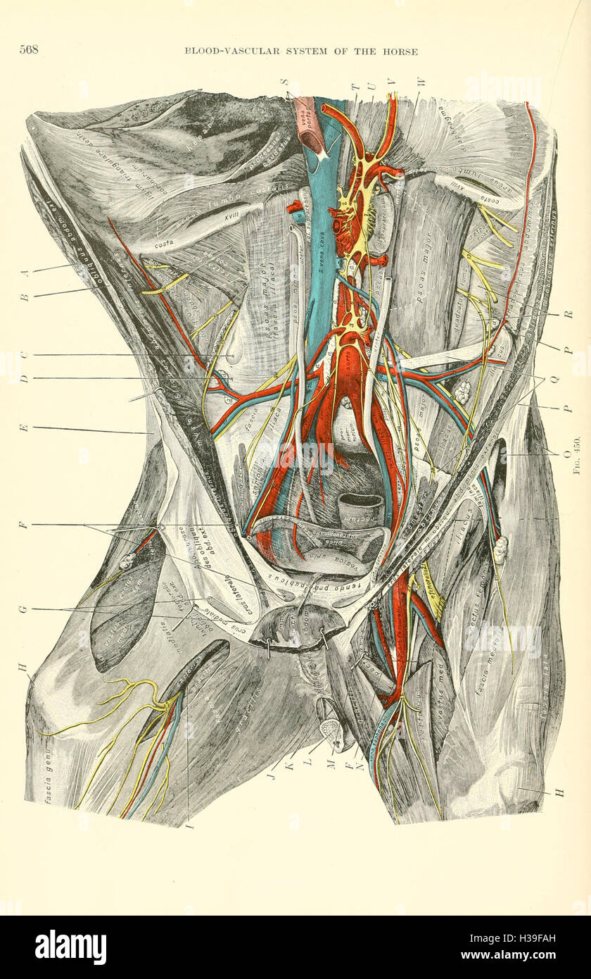 This page from 'A Text-Book of Veterinary Anatomy' provides an in-depth ...