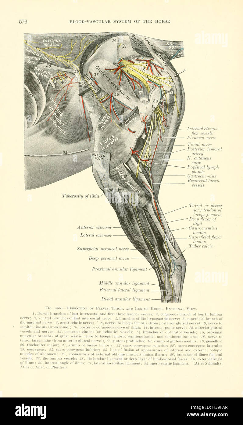 This page from a veterinary anatomy textbook provides a detailed ...