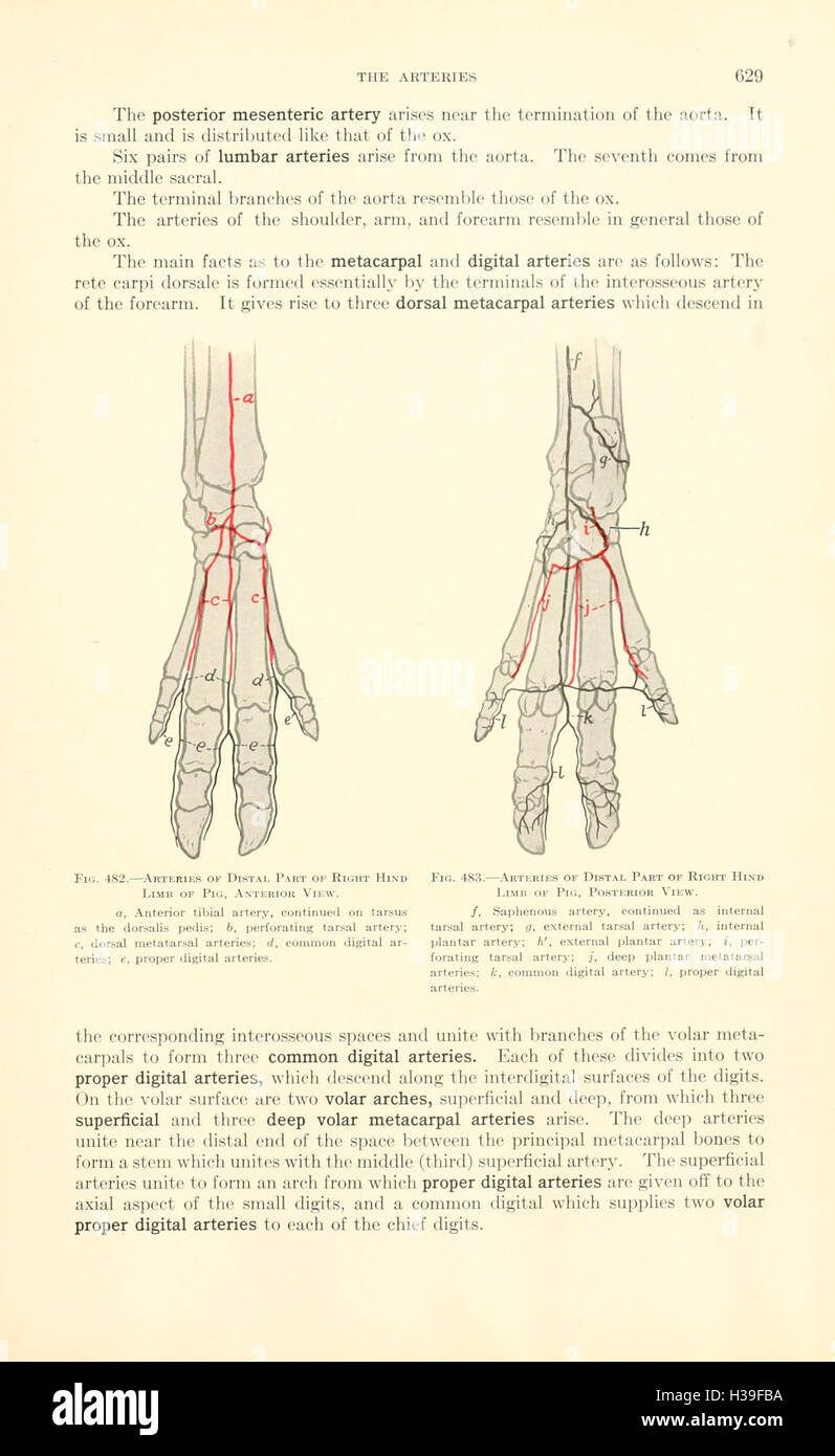 This page from a veterinary anatomy textbook focuses on the detailed ...