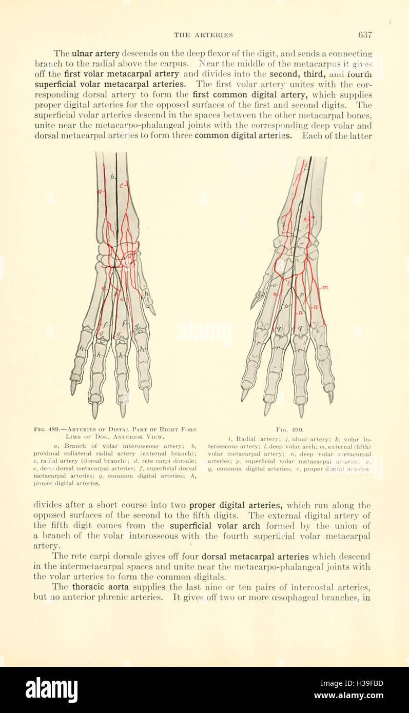 This textbook provides a comprehensive overview of veterinary anatomy ...