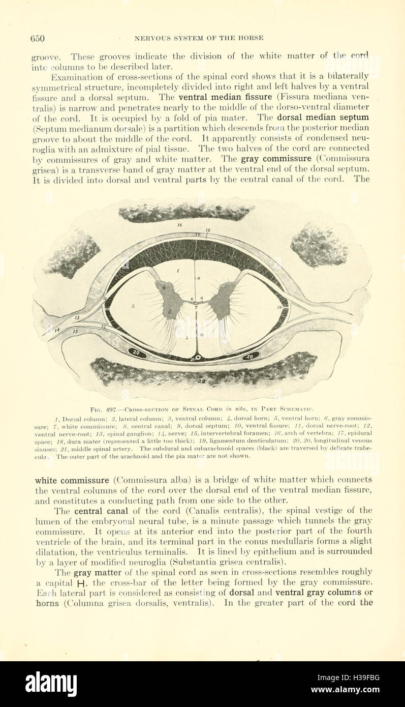 This textbook covers the anatomy of animals, with a specific focus on ...