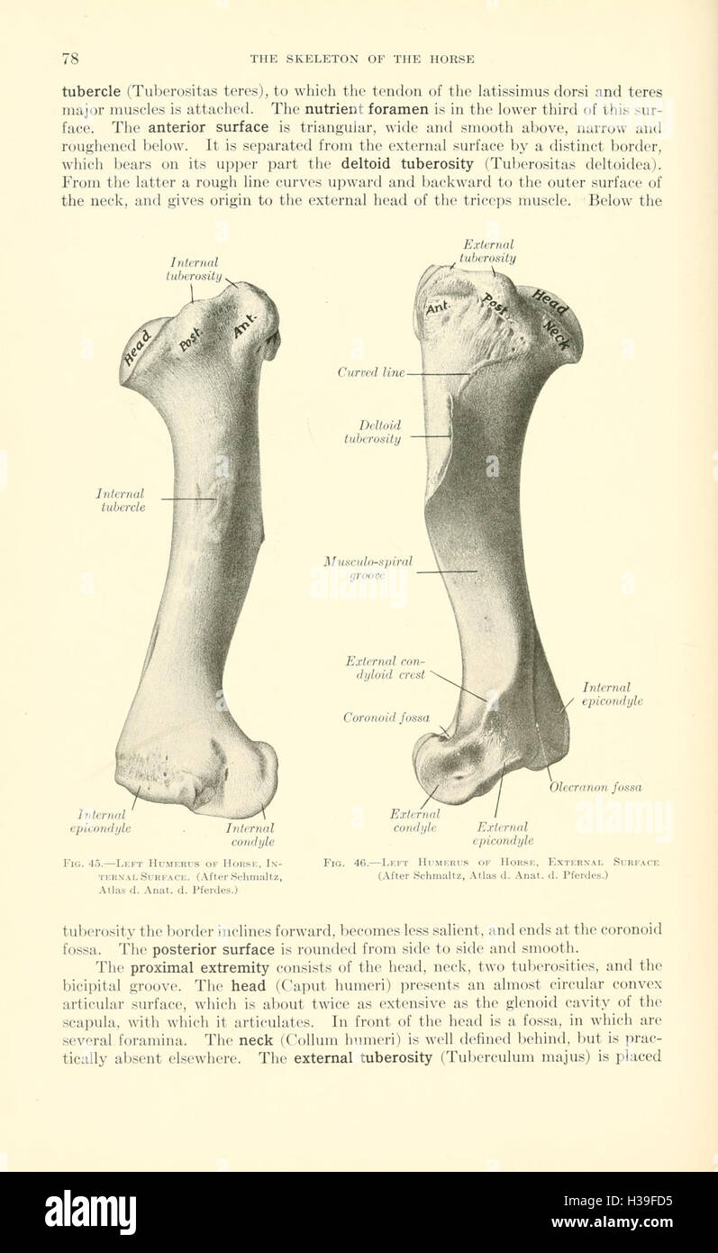This textbook provides detailed information on the anatomy of animals ...