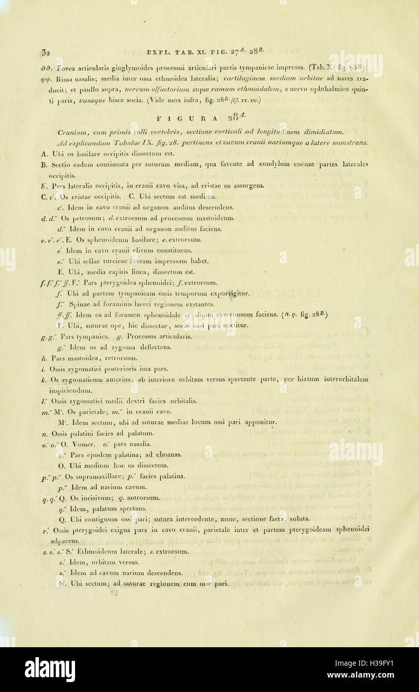 This text covers the anatomy of the European tortoise, focusing on its ...