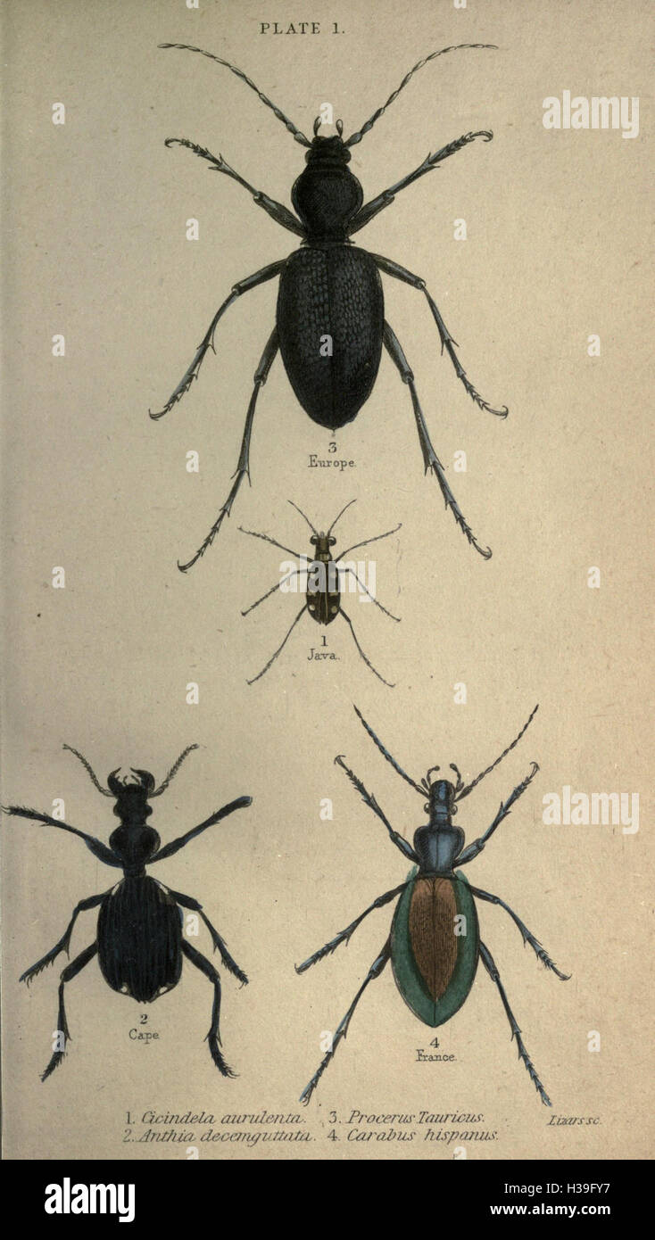 This plate illustrates various beetles, highlighting their distinct ...