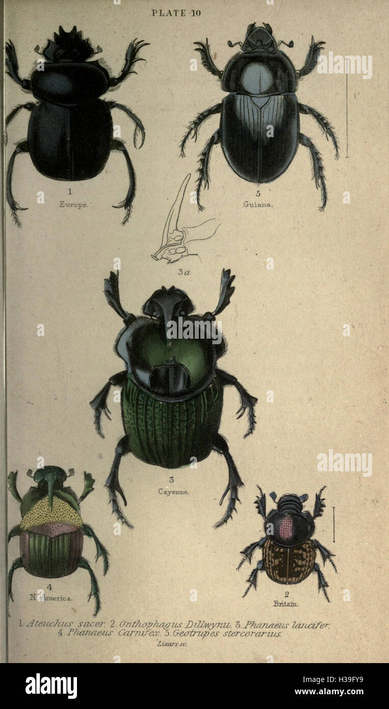 This plate illustrates various species of beetles, showcasing their ...