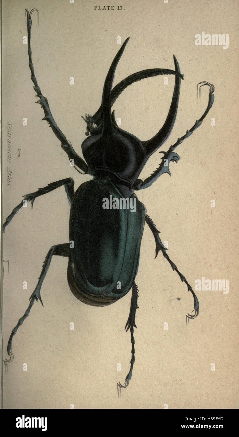 This plate features detailed illustrations of various beetle species ...
