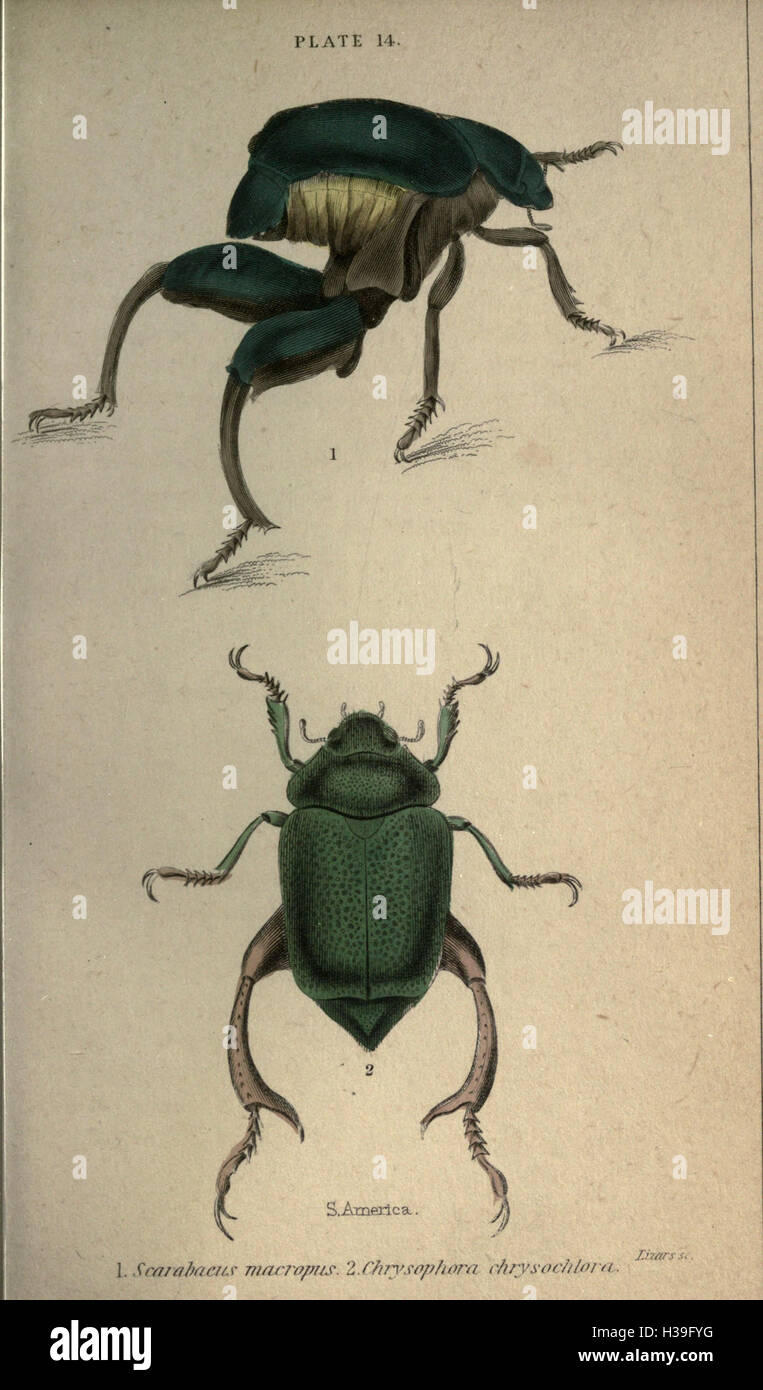 This page provides an illustration of various beetle species, focusing ...