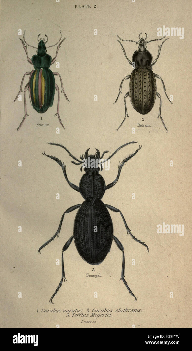 This publication offers an in-depth look at beetles, detailing their ...