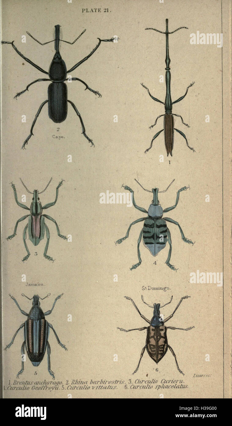 This plate features detailed illustrations and descriptions of various ...