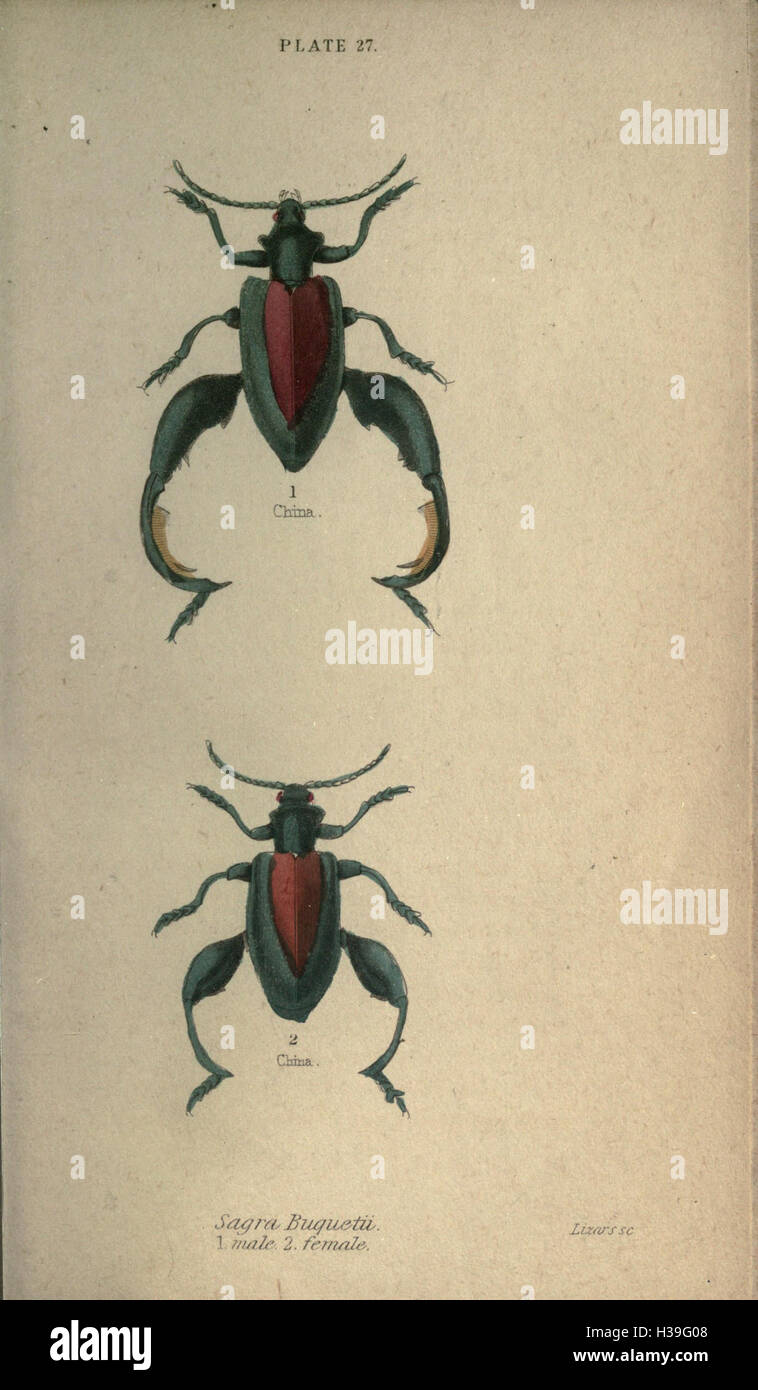 This work presents a study of various beetle species, their ...