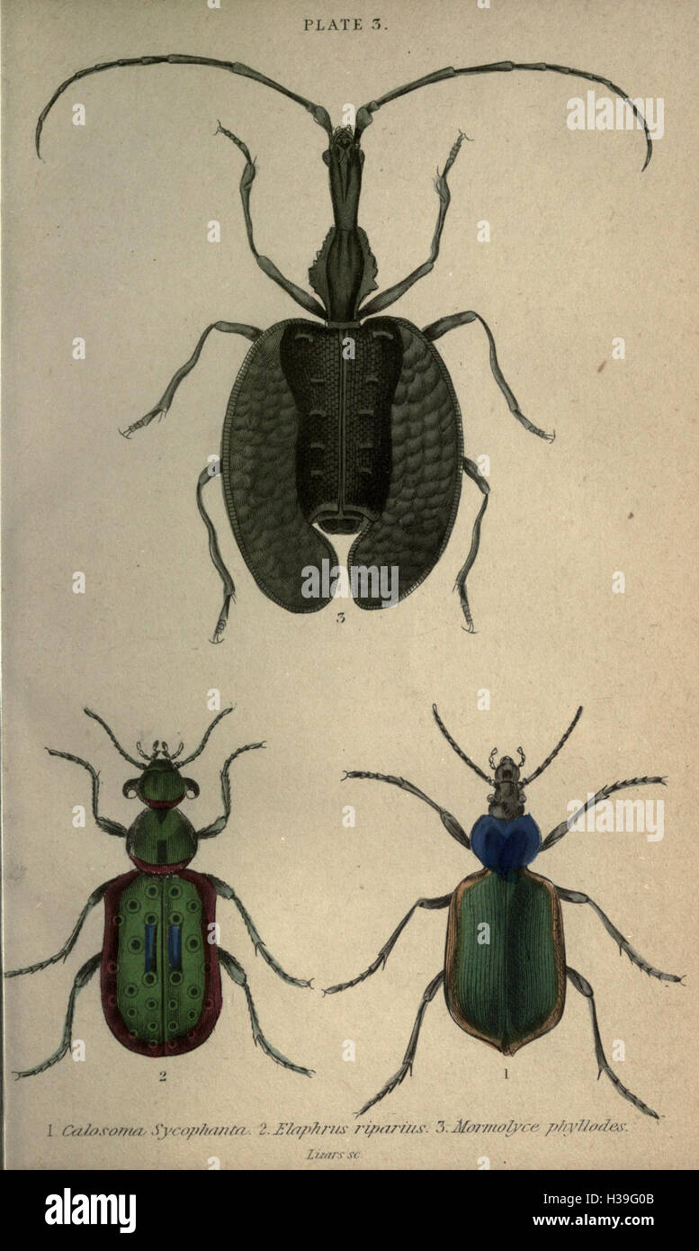 This plate illustrates various beetle species, showcasing their ...