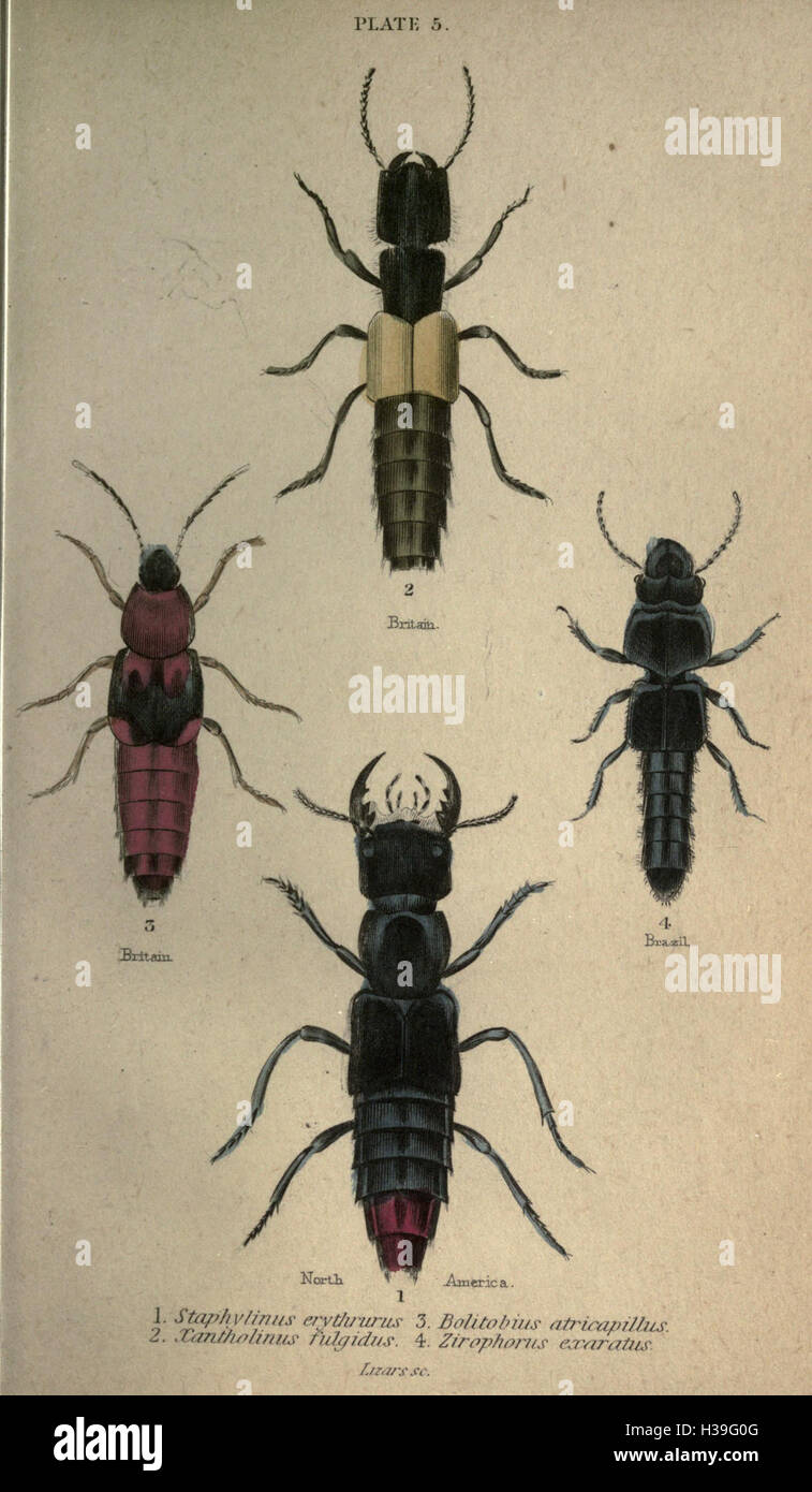 Different beetle classifications hi-res stock photography and images ...