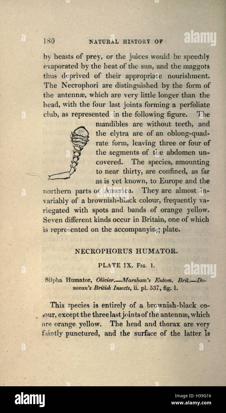 This work provides a detailed study of various beetle species, their ...