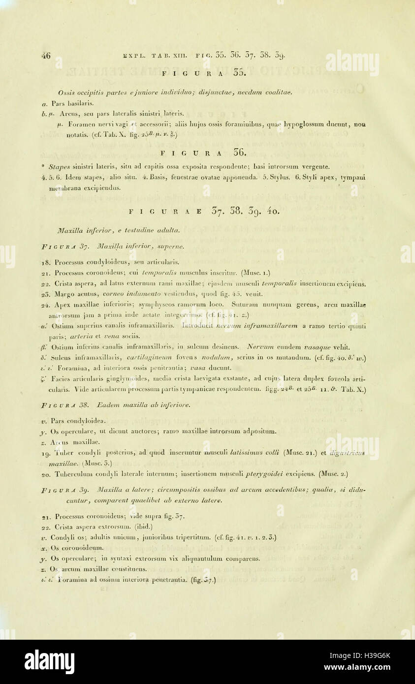 This work provides a detailed anatomical study of the European tortoise ...