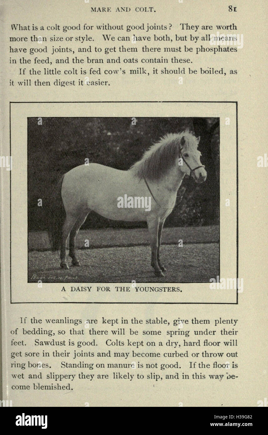 A comprehensive guide on horse care, training, and management ...