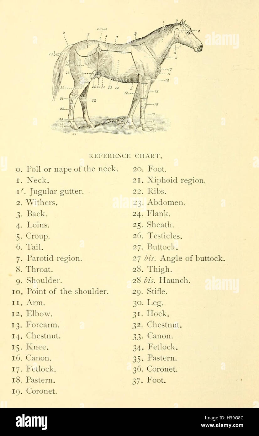 Biggle hi-res stock photography and images - Alamy