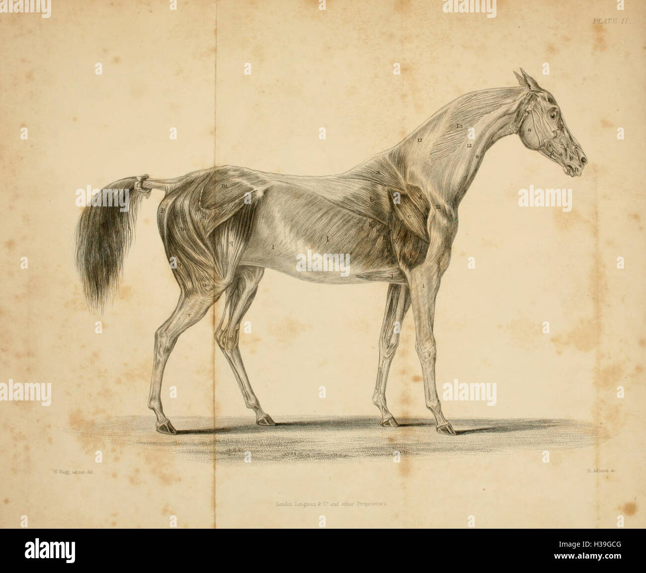 Sheep anatomy drawing hi-res stock photography and images - Alamy