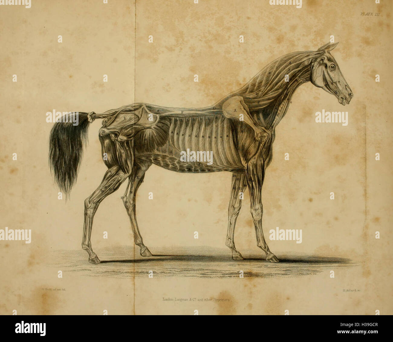 Sheep anatomy drawing hi-res stock photography and images - Alamy