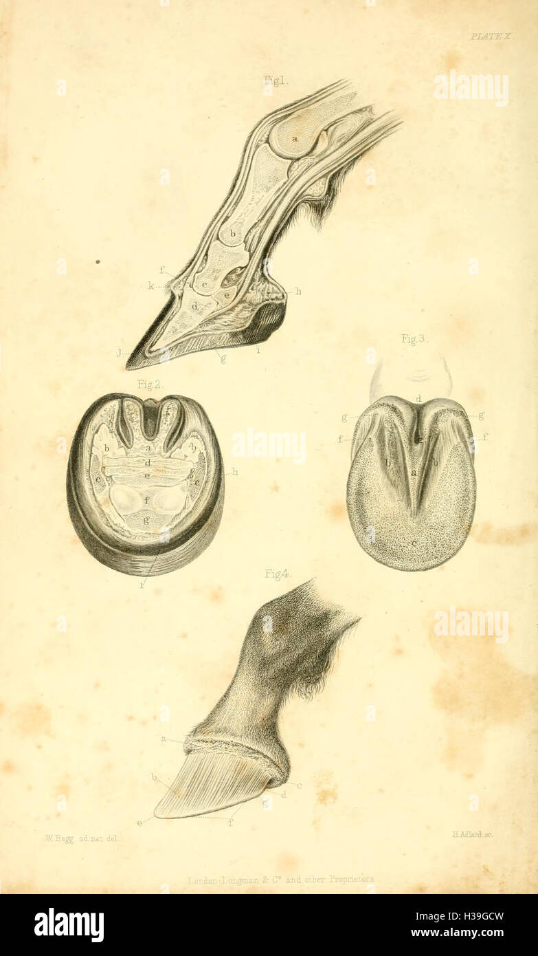 Sheep anatomy drawing hi-res stock photography and images - Alamy