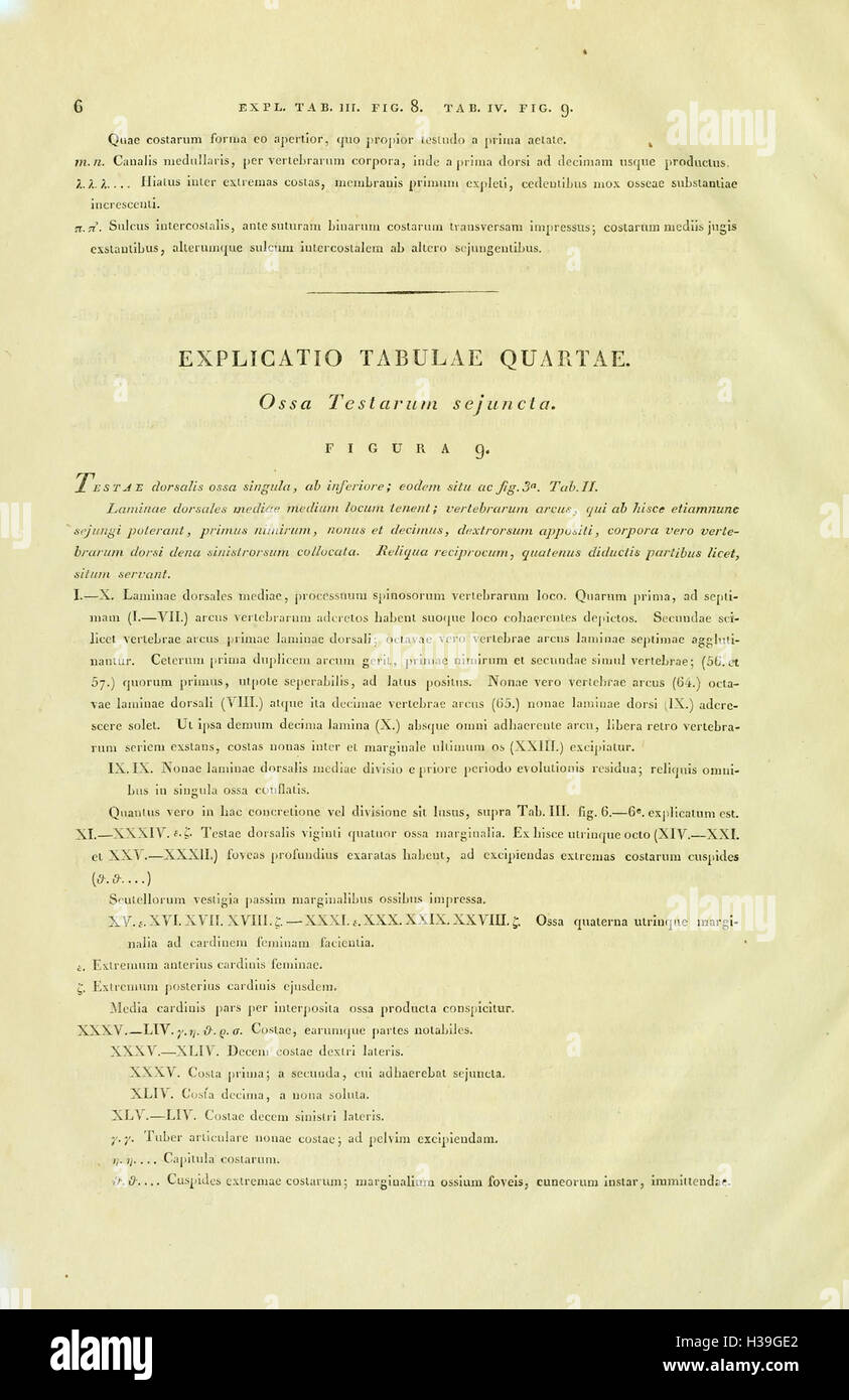 This text details the anatomy of the European tortoise, providing a ...