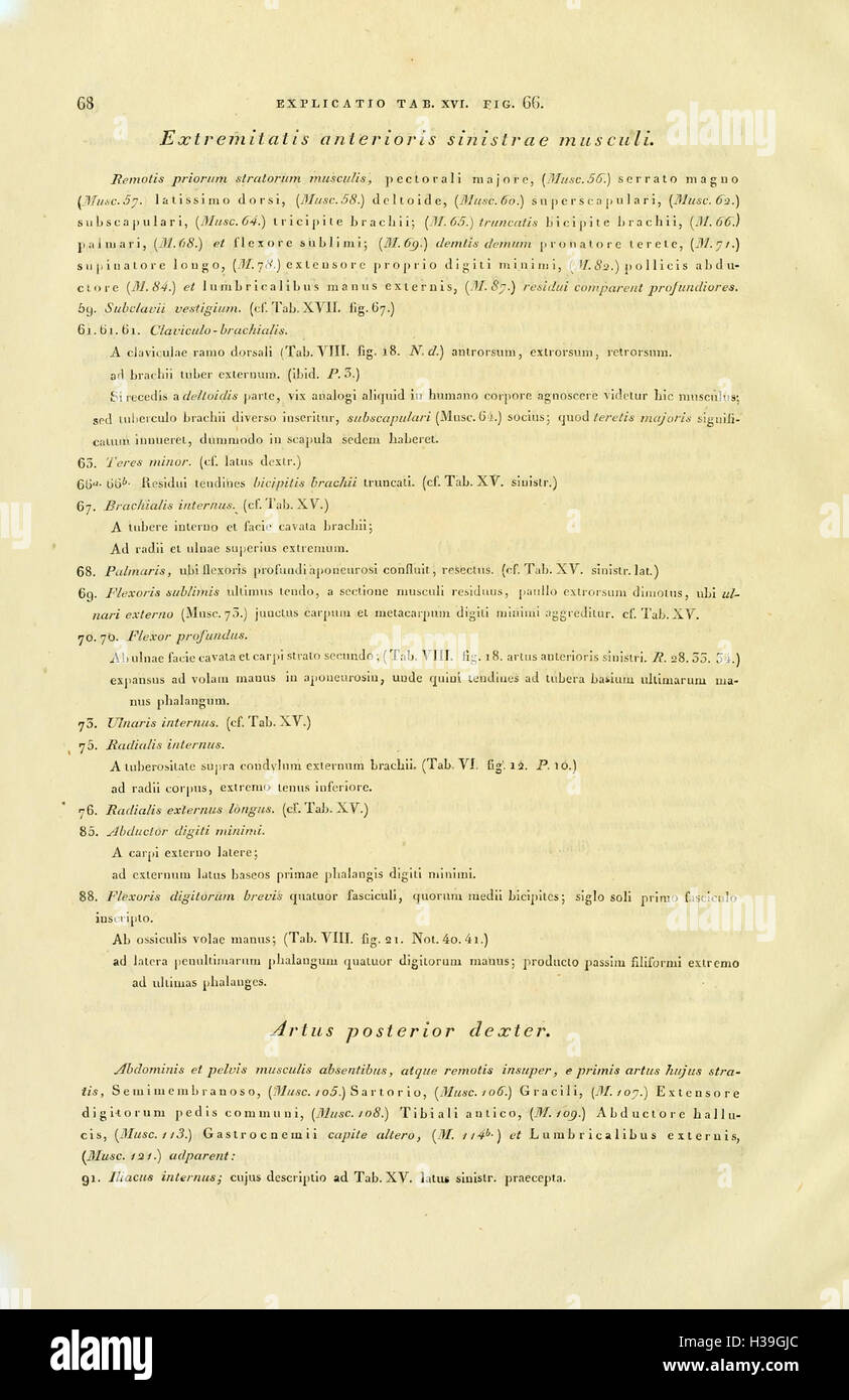 This text details the anatomy of European tortoises, focusing on their ...